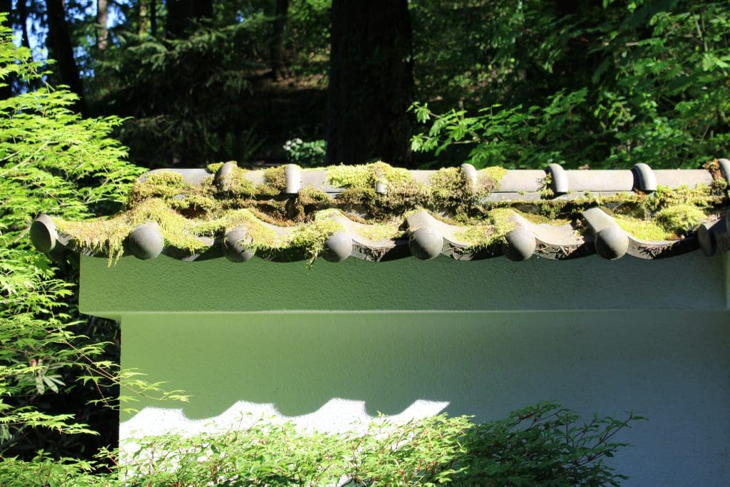 Stop Moss with Top Roof and Gutter Care Tips for Homes